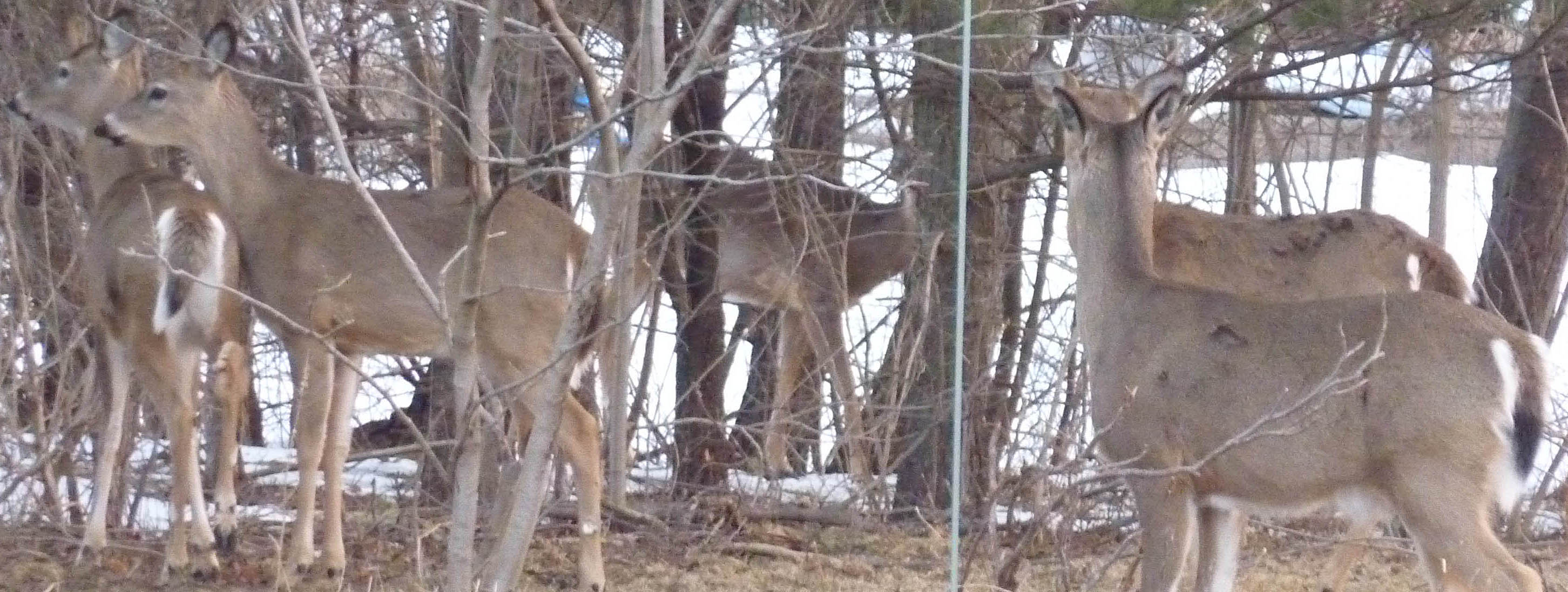 five deer in group crop | Local in Ann Arbor